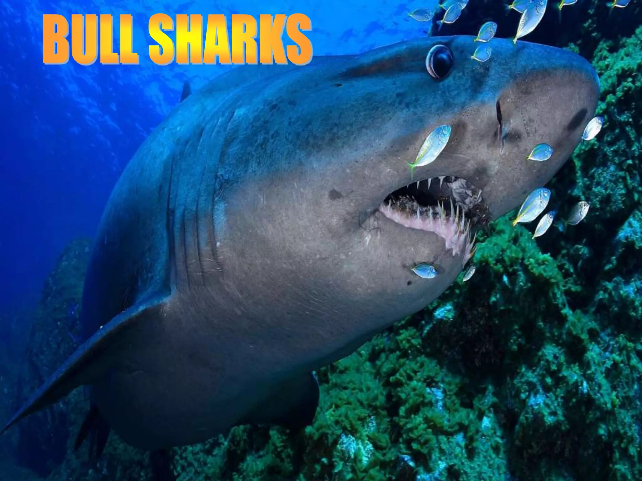 Power point bull sharks | PPT