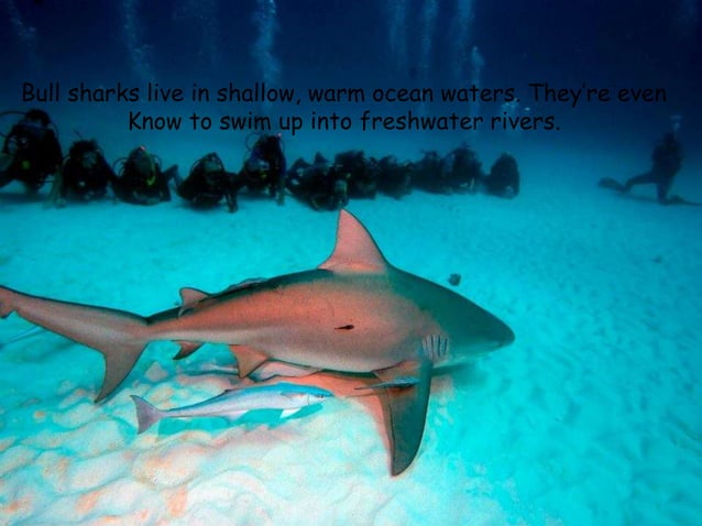 Power point bull sharks | PPT