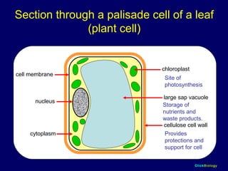 Powerpoint cells and levels, click bio | PPT