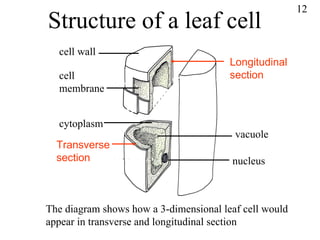 Powerpoint, cells and tissues | PPT