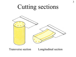 Powerpoint, cells and tissues | PPT
