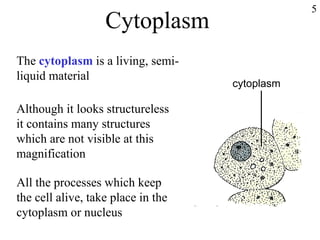 Powerpoint, cells and tissues | PPT