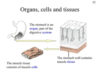 Digestive System Cells And Tissues
