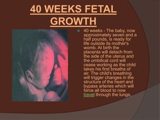 Fetal Development and the three stages of labor and delivery by Sandra ...