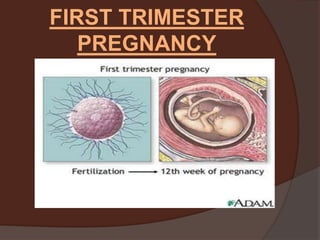 Fetal Development and the three stages of labor and delivery by Sandra ...