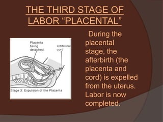 Fetal Development and the three stages of labor and delivery by Sandra ...