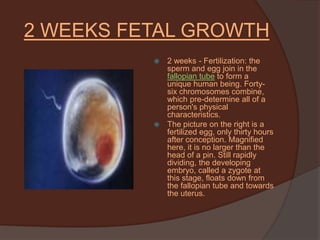 Fetal Development and the three stages of labor and delivery by Sandra ...