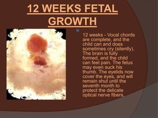 Fetal Development and the three stages of labor and delivery by Sandra ...