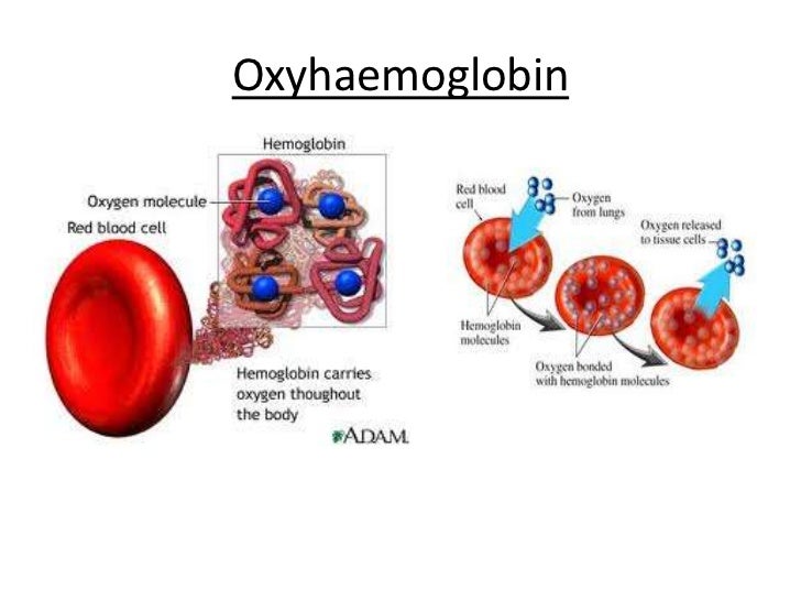 Powerpoint circulatory system