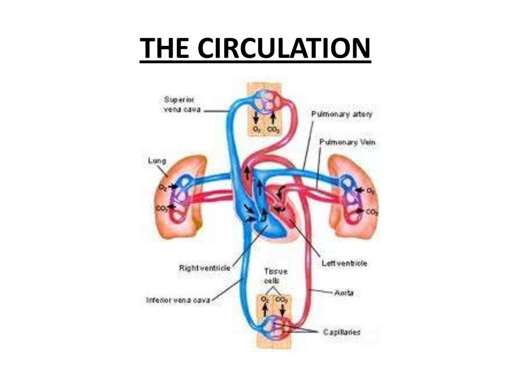 Powerpoint Circulatory System