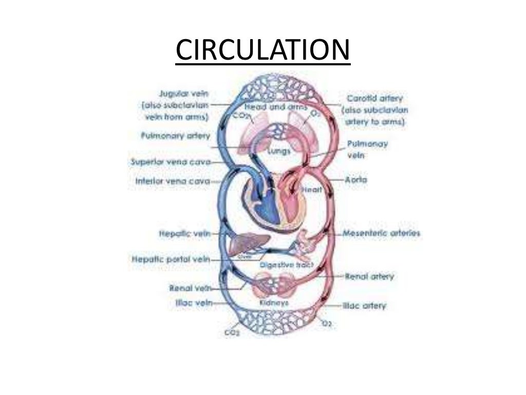 Powerpoint Circulatory System
