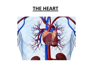Powerpoint circulatory system core | PPTX