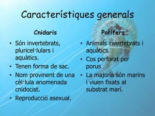 Powerpoint cnidaris i porífers | PPT