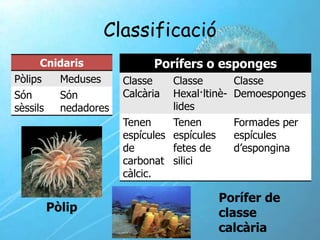 Powerpoint cnidaris i porífers | PPTX