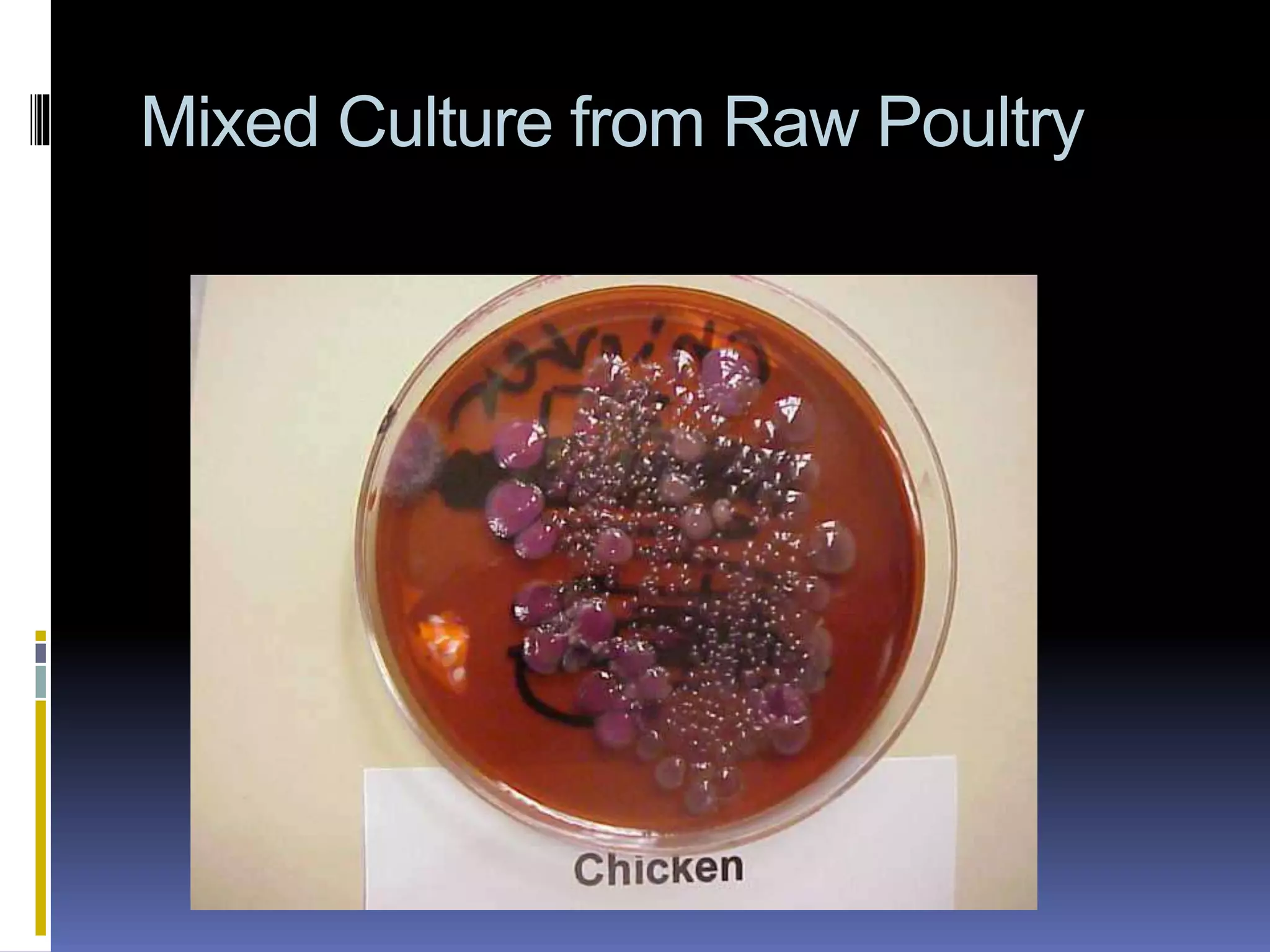 power point conventional bacteria identification.pptx