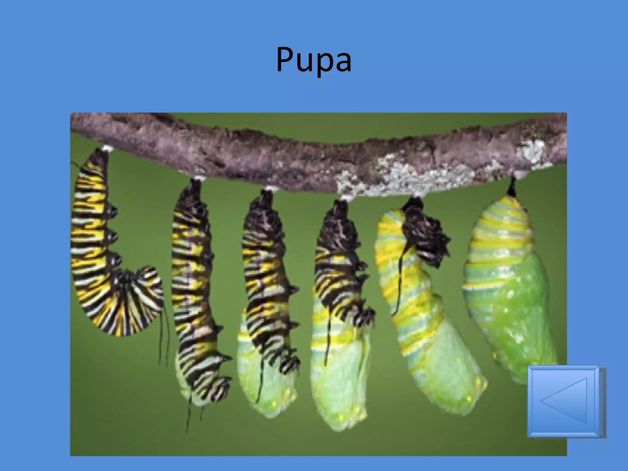 Interactive Powerpoint | PPT