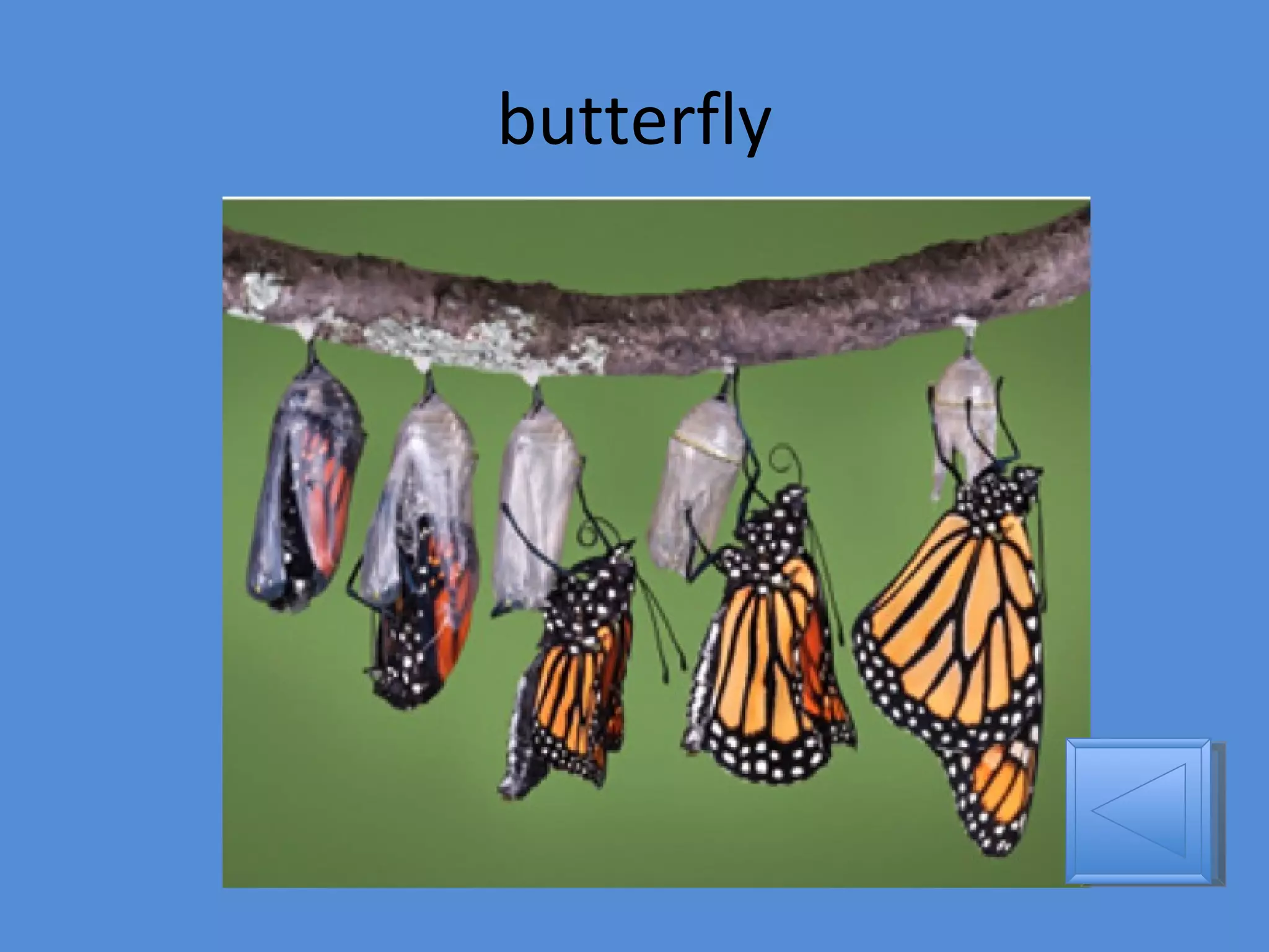 Interactive Powerpoint | PPT