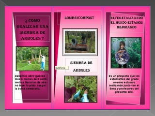 Powerpoint cubides | PPT