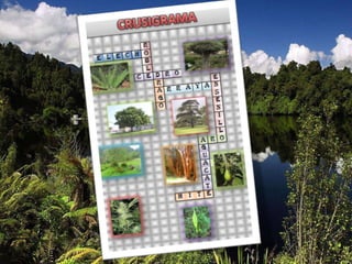 Powerpoint cubides | PPT