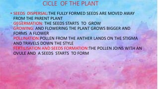 English - Plantas y su importancia. Life cycle of plants. | PPTX ...
