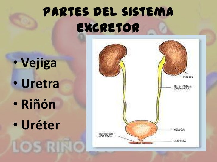 Sistema Excretor Humano Con Sus Partes Sistema Excretor Ieta
