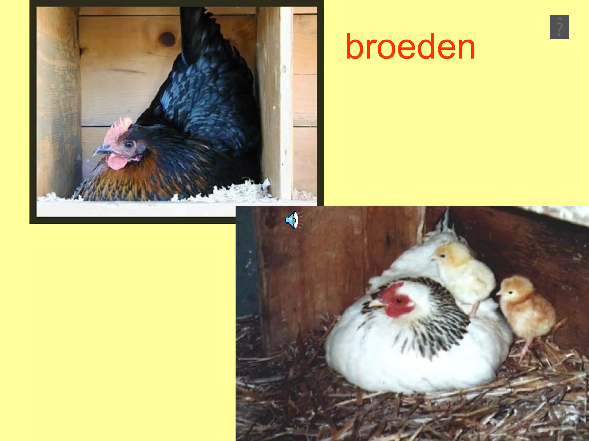 Powerpoint De Kippen | PPT