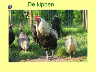 Powerpoint De Kippen | PPT