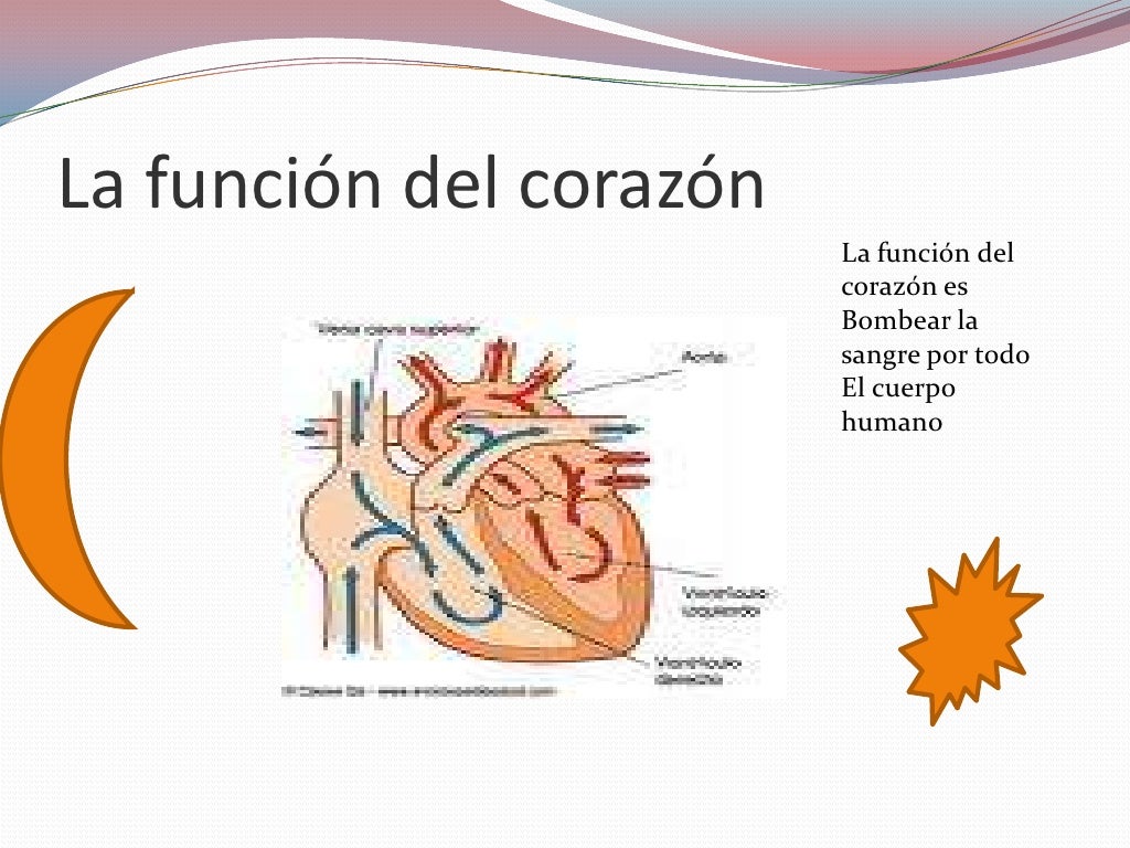 el Corazon