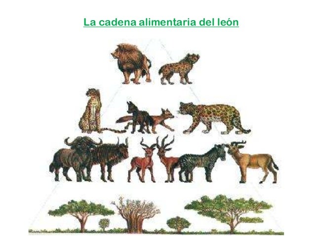 Power point del leon cadena alimentaria