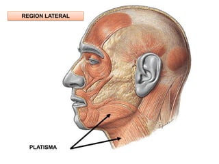 Músculos del cuello | PPTX