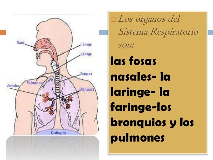 El Sistema Respiratorio Principales Caractersticas