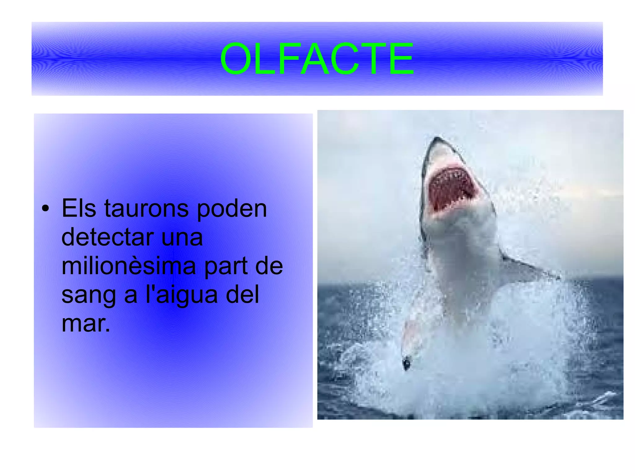 Power point del tauró blanc | ODP