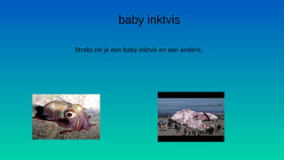 inktvis | PPT
