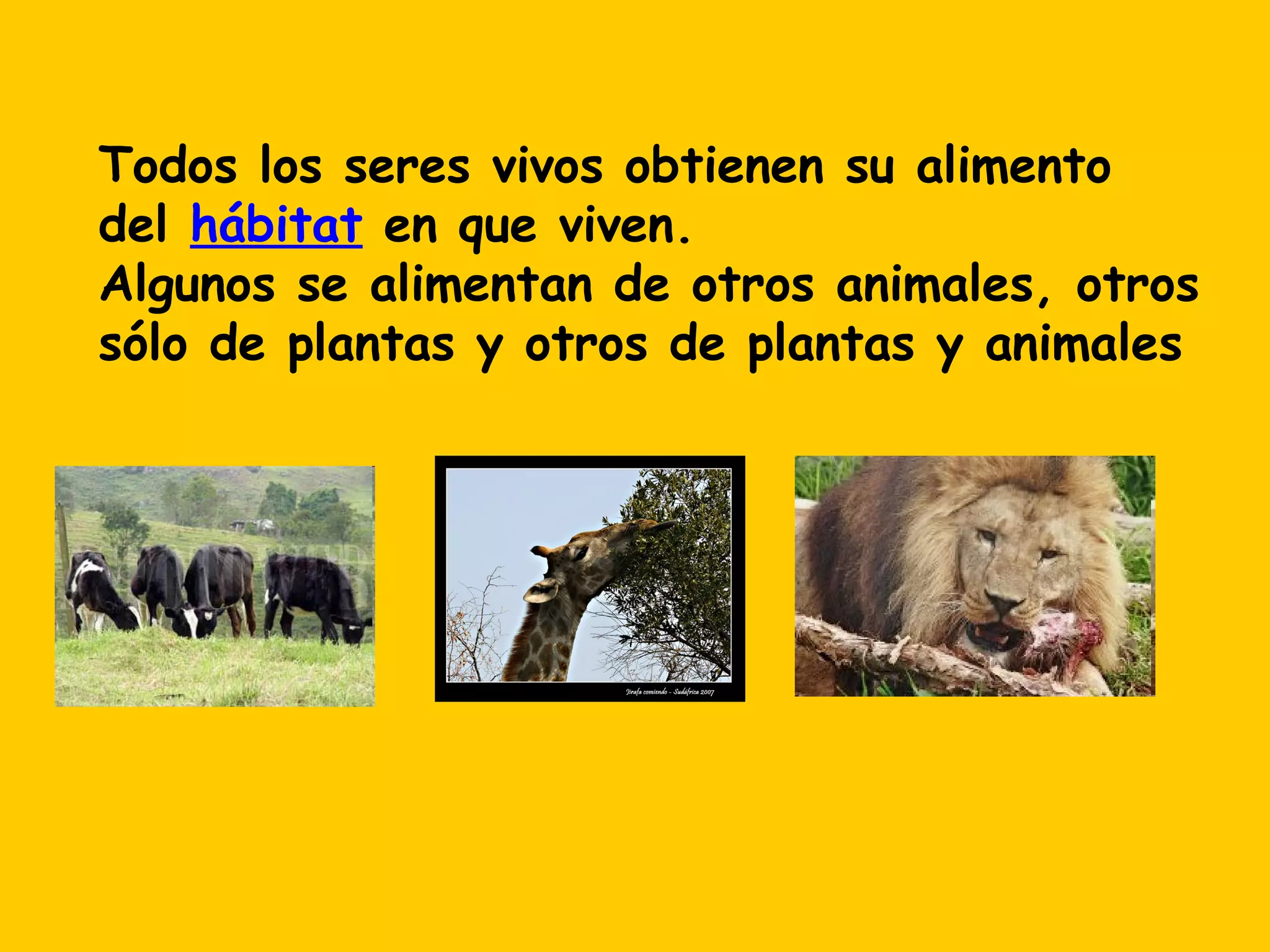 Power Point Dónde Viven Los Animales Segundo AñO BáSico | PPT