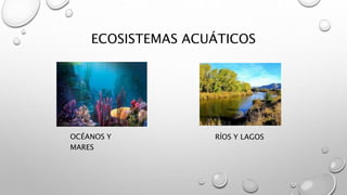 ECOSISTEMAS 4BASICO | PPTX