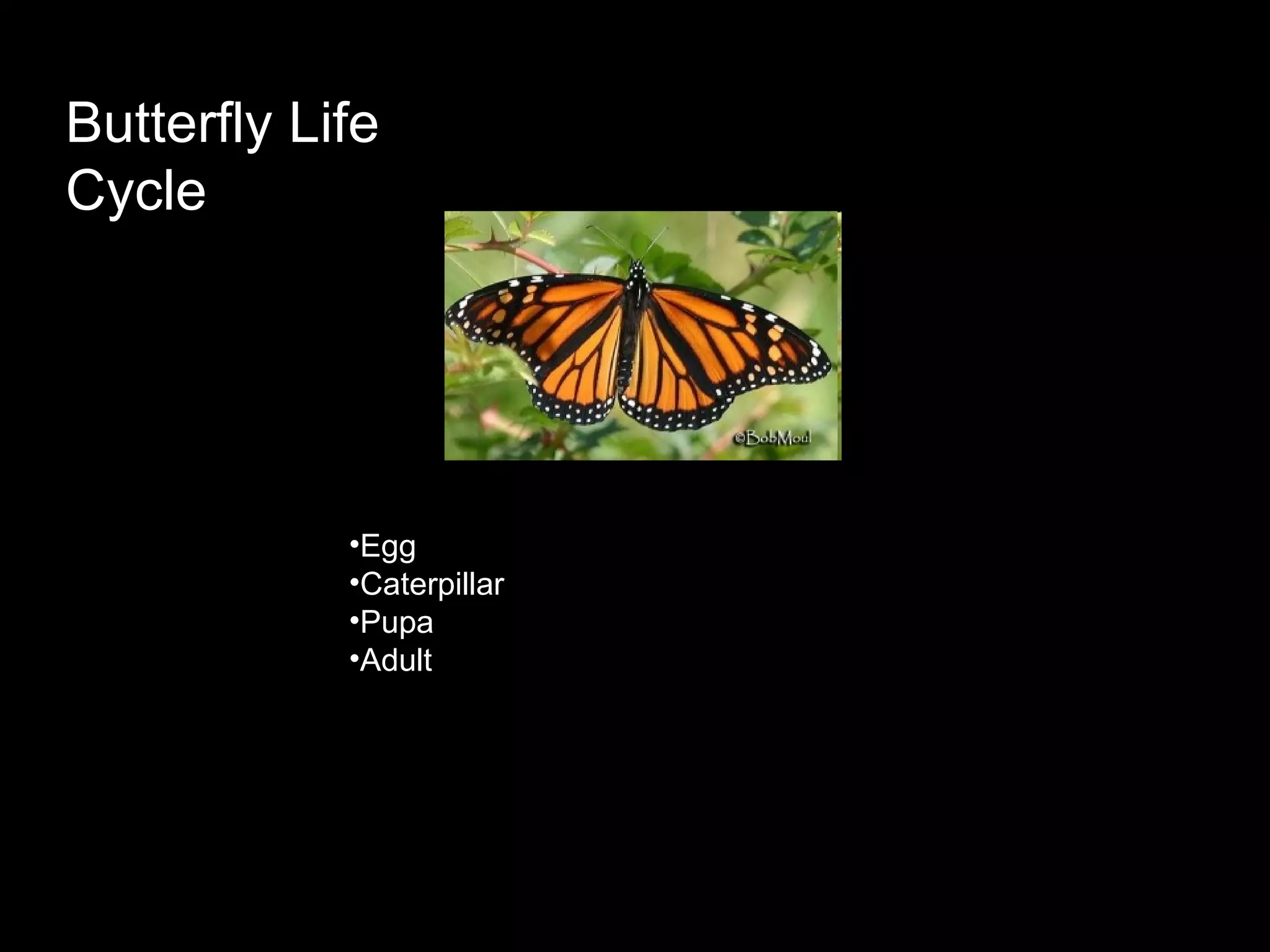 Power point eduu 551 | PPT