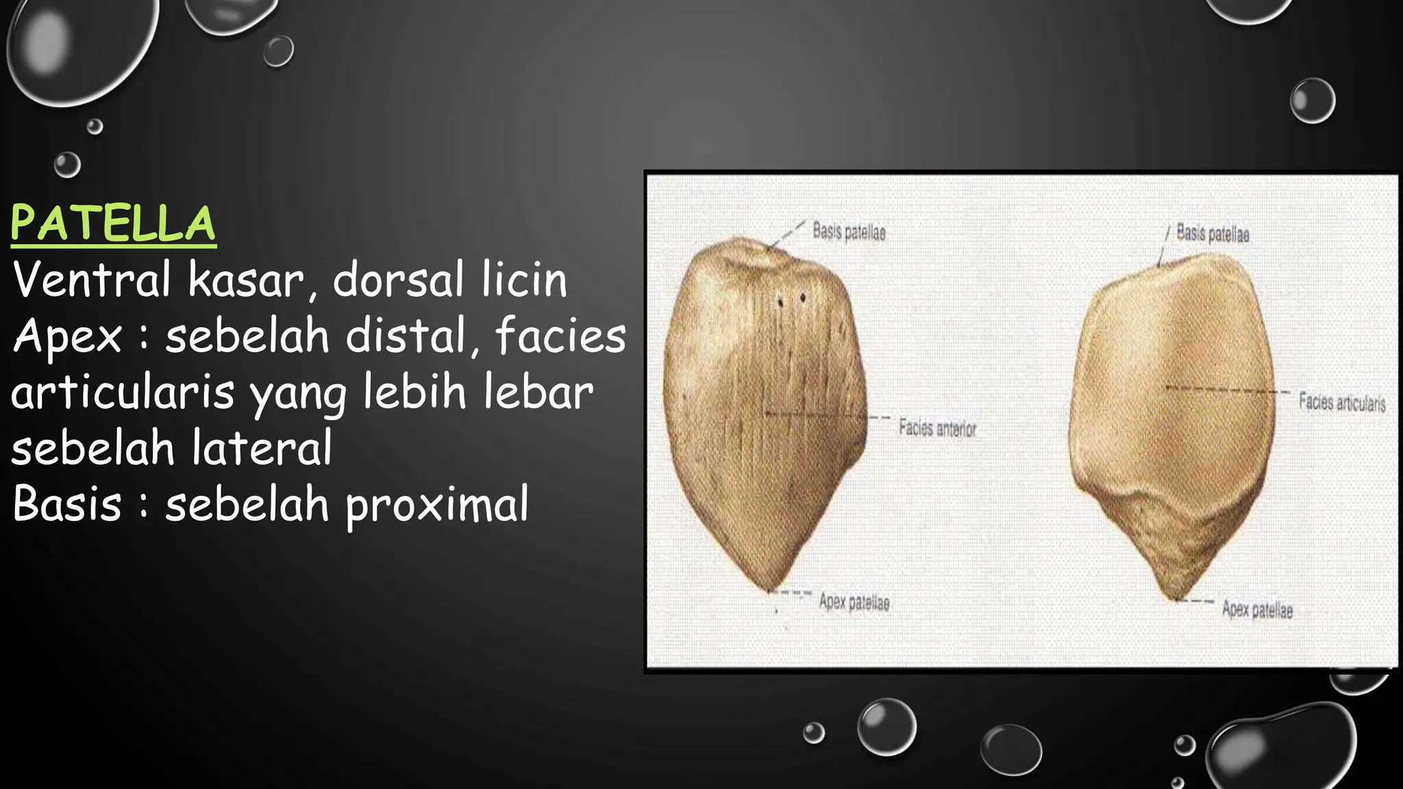 power_point_ekstrimitas_inferior.pptx