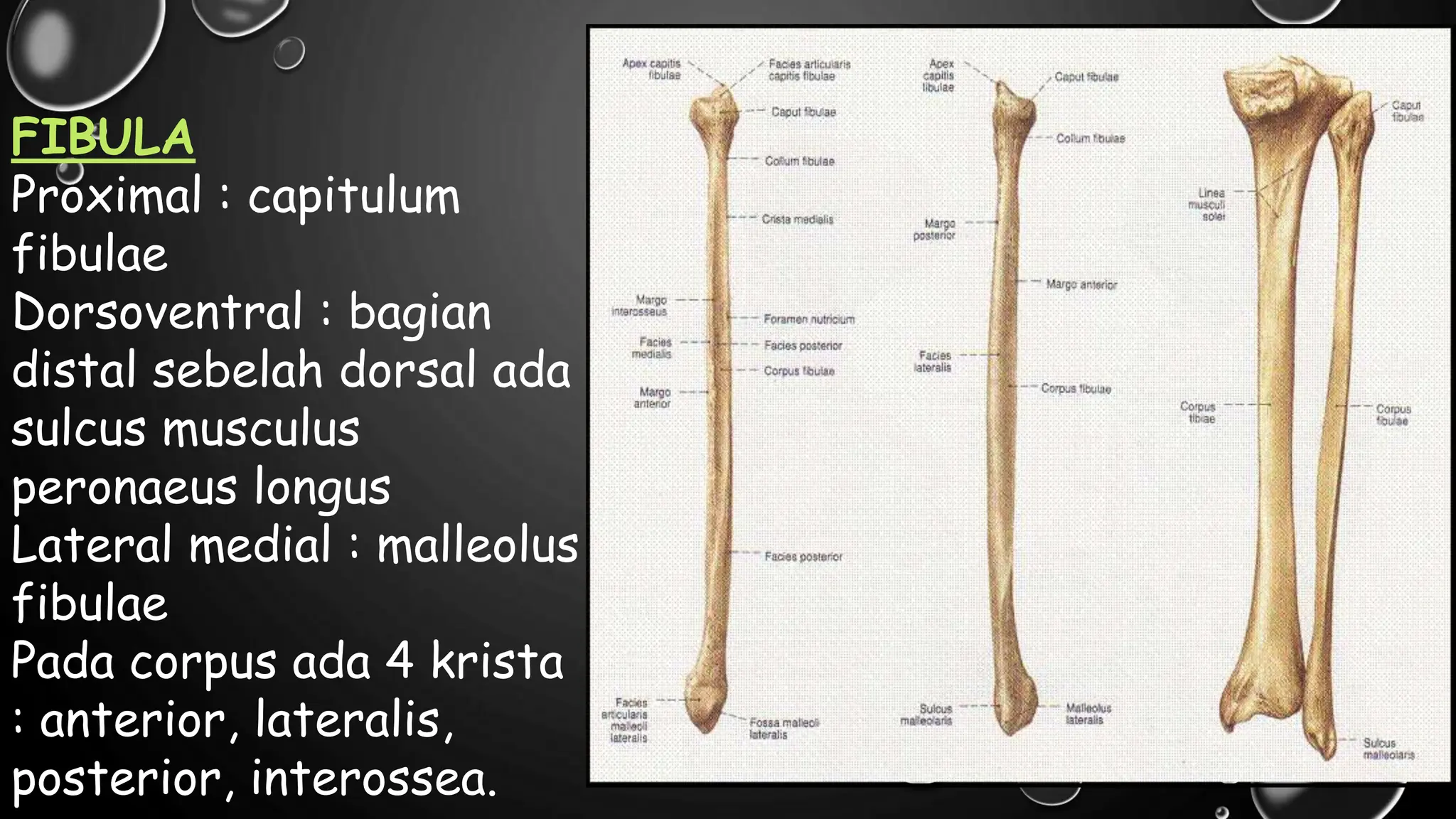 power_point_ekstrimitas_inferior.pptx