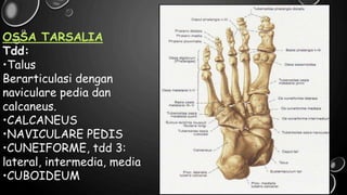 power_point_ekstrimitas_inferior.pptx