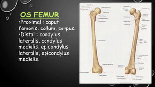 power_point_ekstrimitas_inferior.pptx