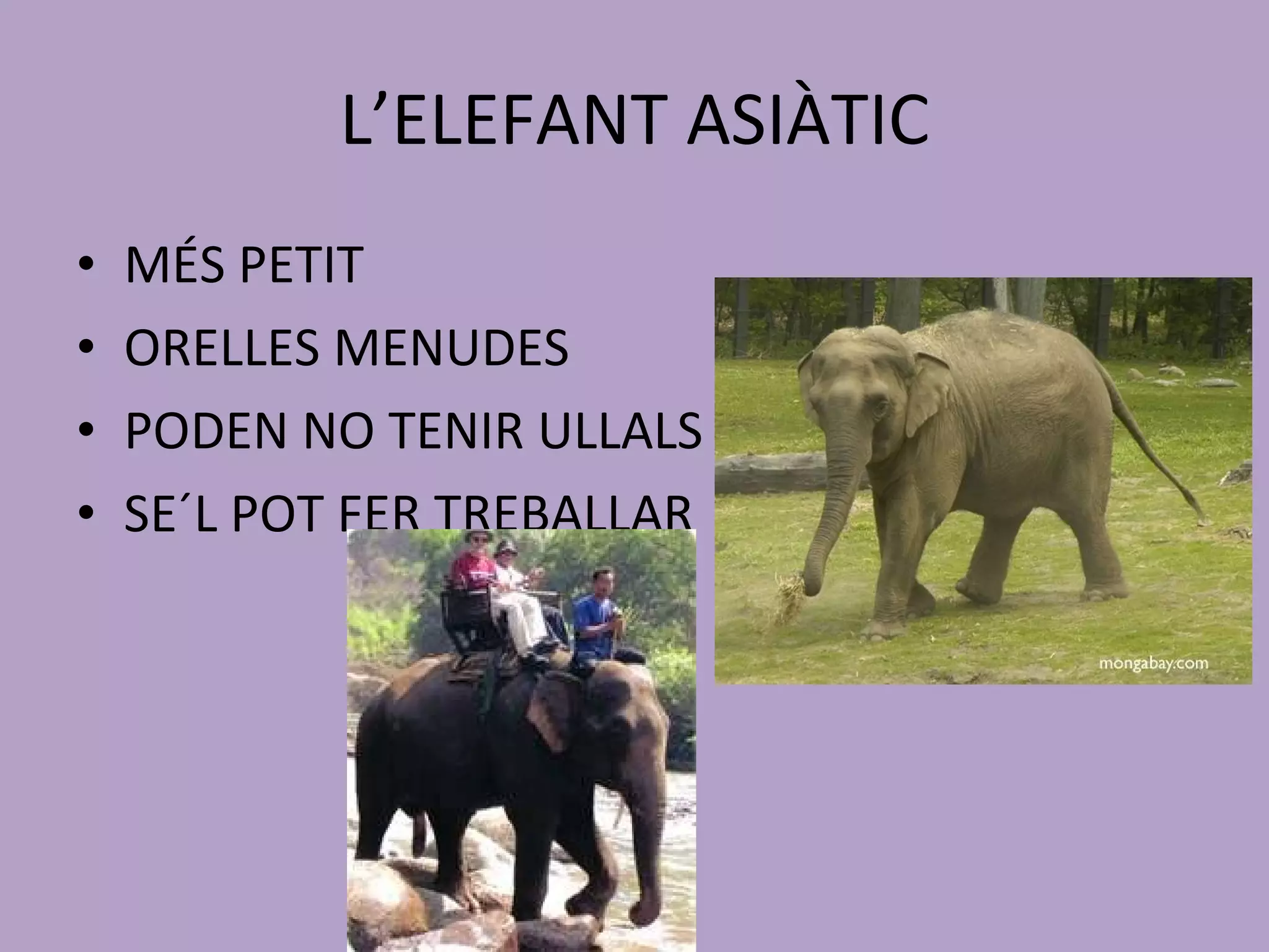 Power Point Els Elefants | PPT