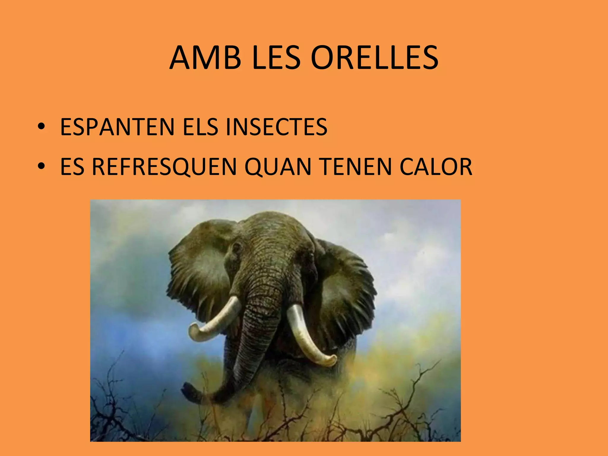 Power Point Els Elefants | PPT