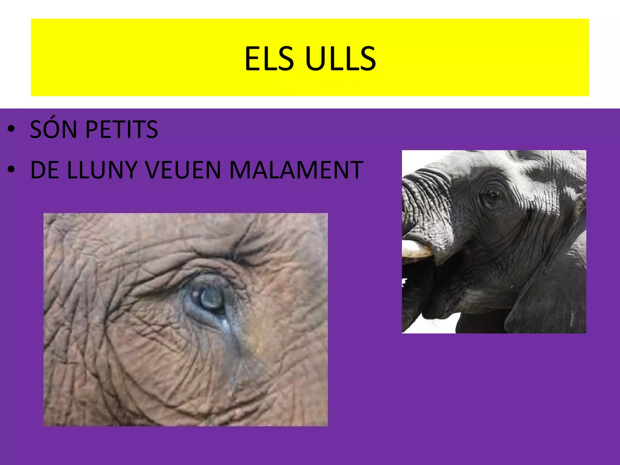 Power Point Els Elefants | PPT