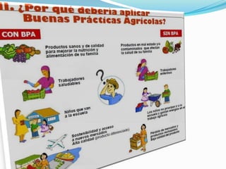 buenas practicas agricolas | PPTX