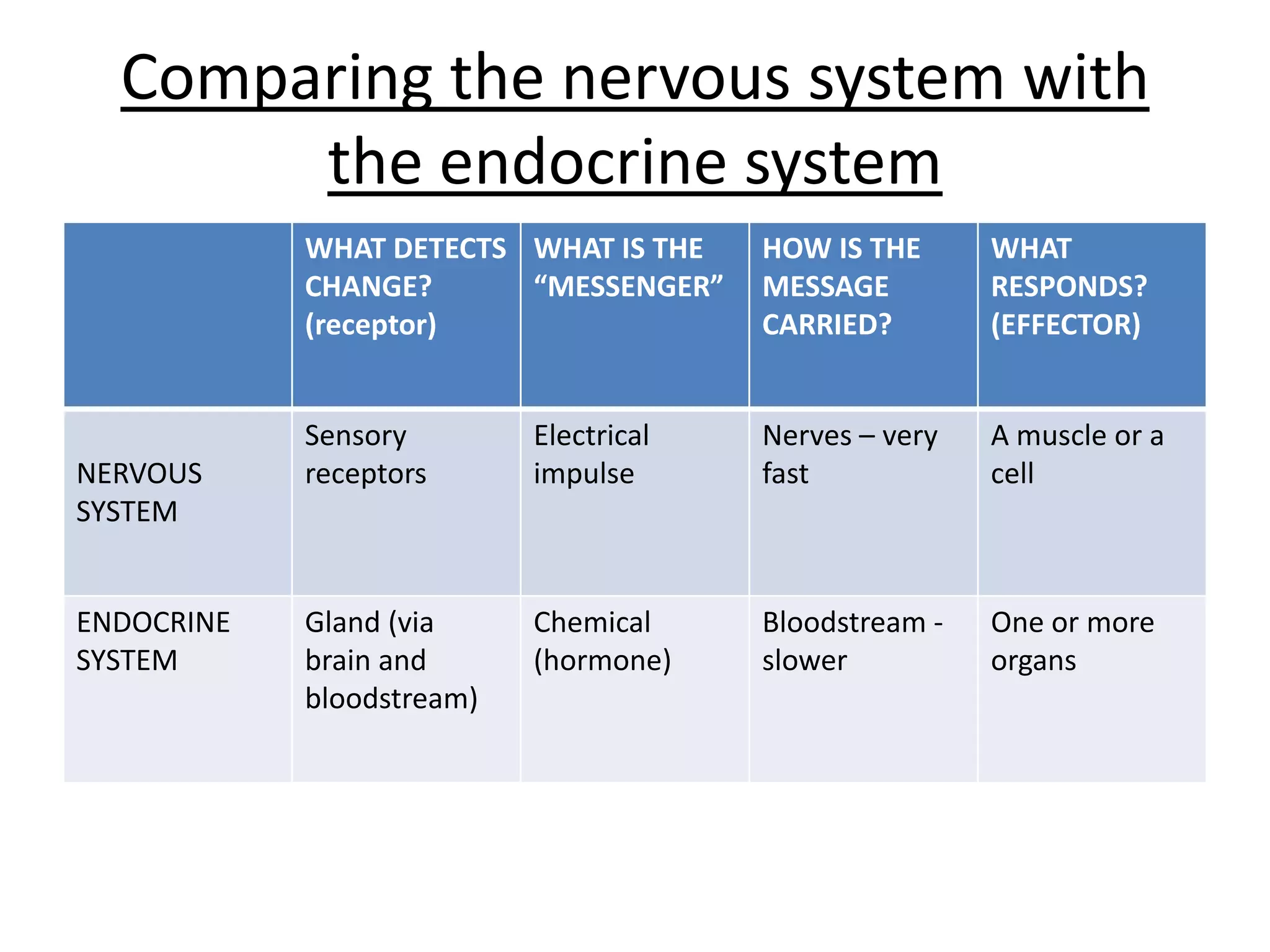 Powerpoint endocrine system | PPTX