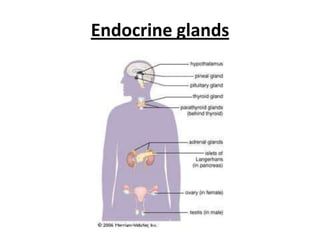Powerpoint endocrine system | PPTX
