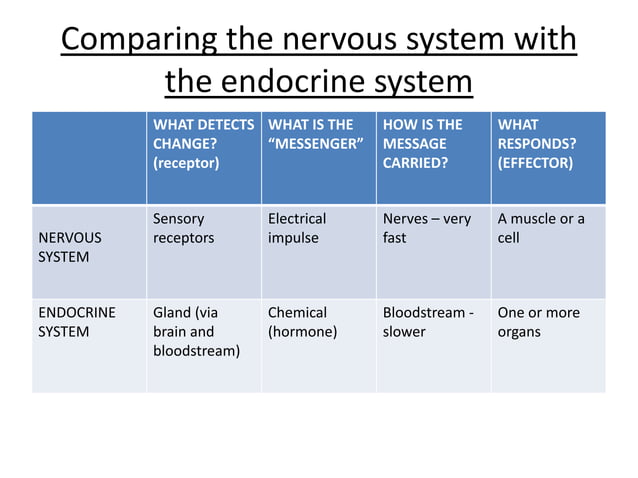 Powerpoint endocrine system | PPTX