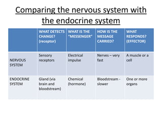 Endocrine System For Kids Powerpoint