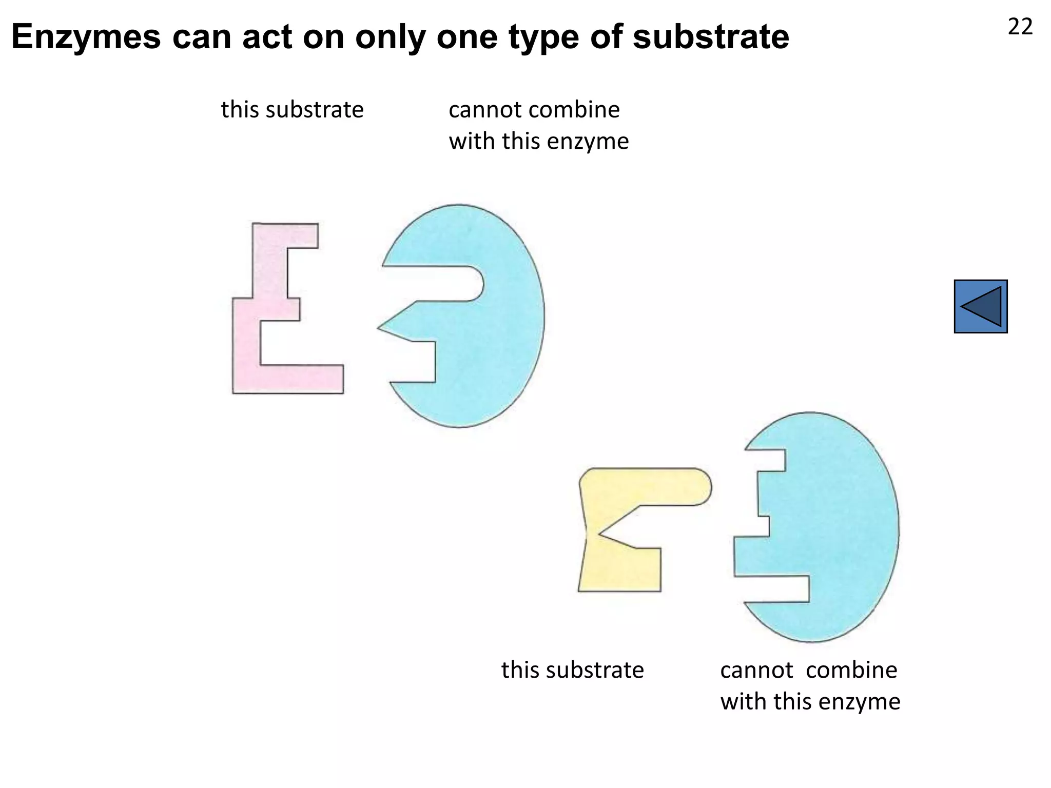 Powerpoint enzymes | PPTX