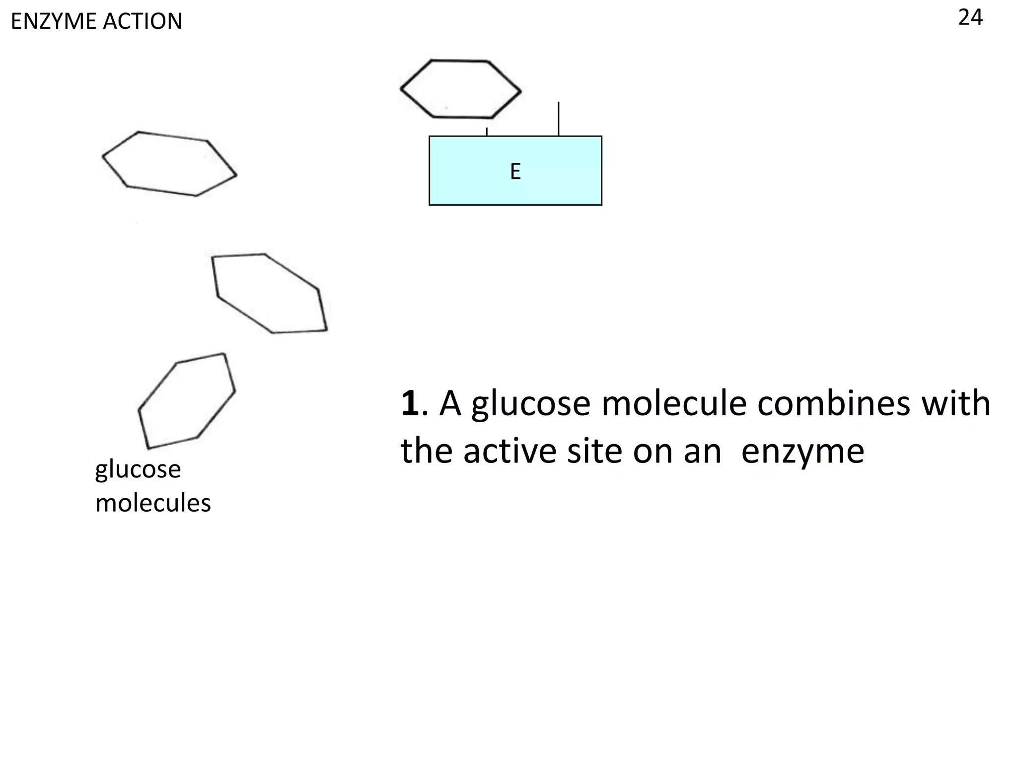 Powerpoint enzymes | PPTX